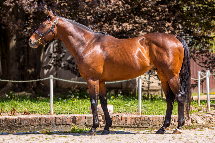 Plemeníci/Stallions :: Hrebcin Strelice